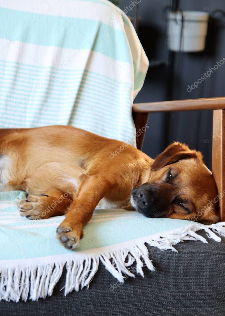 Lindo perro marrón pequeño acostado en una silla. Perro durmiente foto ...