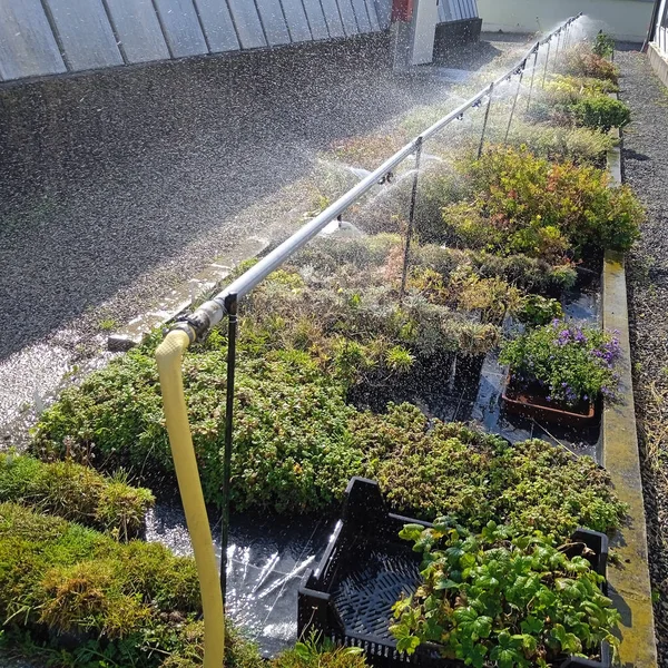 riego por un sistema de aspersión, regar plantas y cultivos en el ...