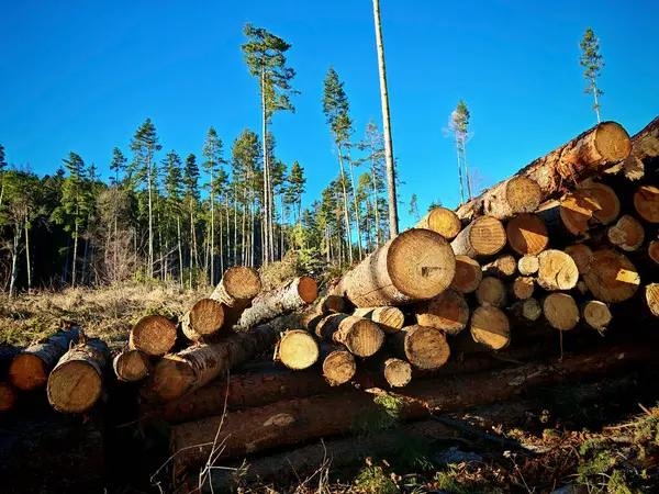 Forest work Stock Photos, Royalty Free Forest work Images | Depositphotos