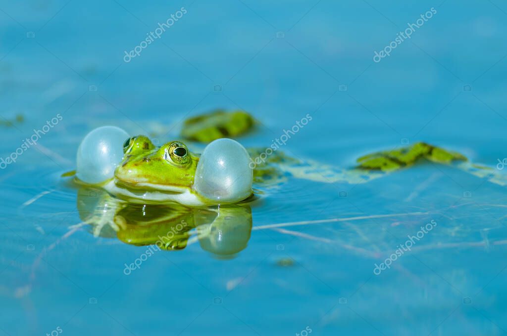 Rana de pantano (Pelophylax ridibundus) inflando sus sacos vocales en ...