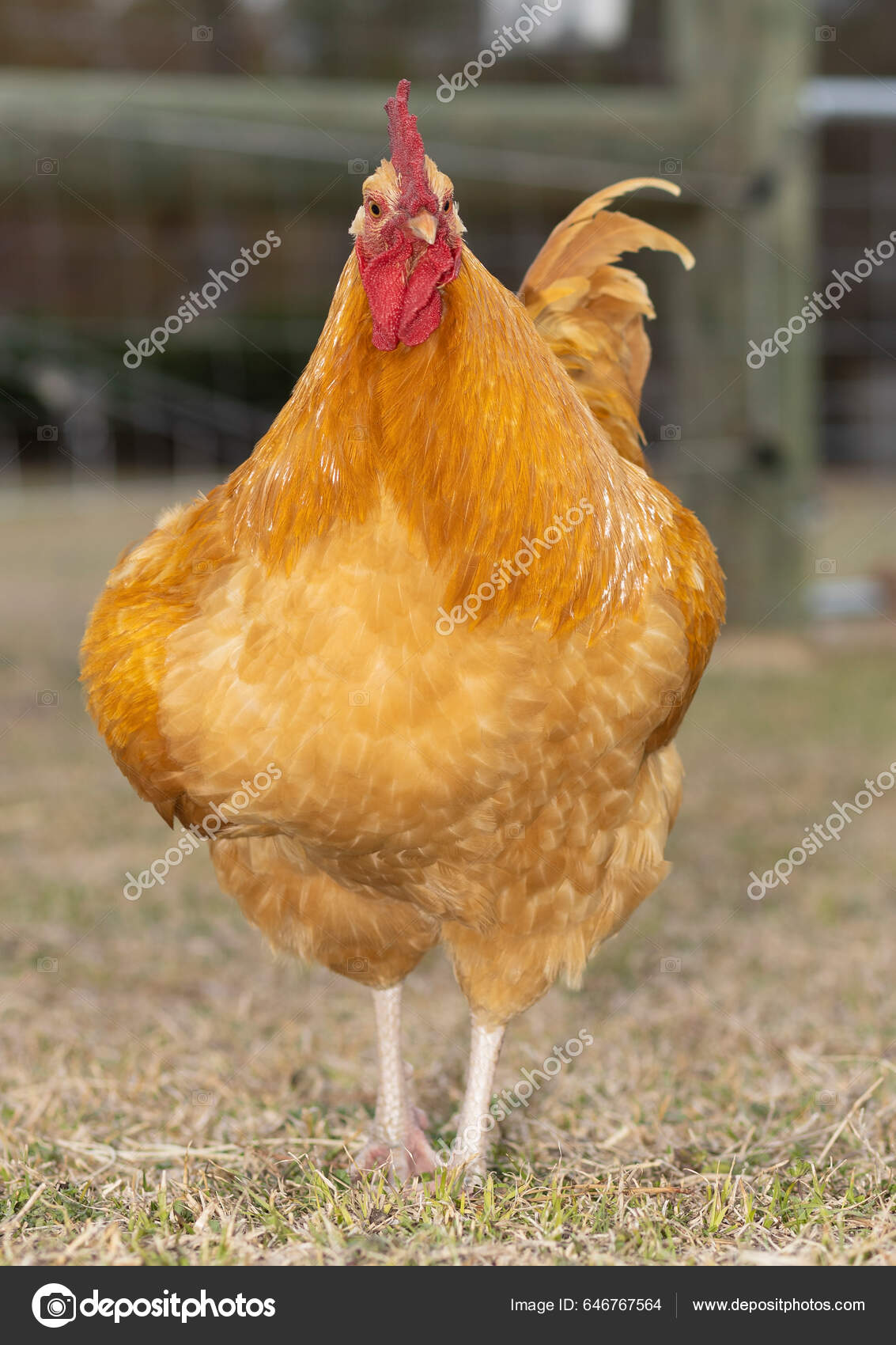 Gold Orpington Chicken Rooster Staring Directly Camera — Stock Photo ...