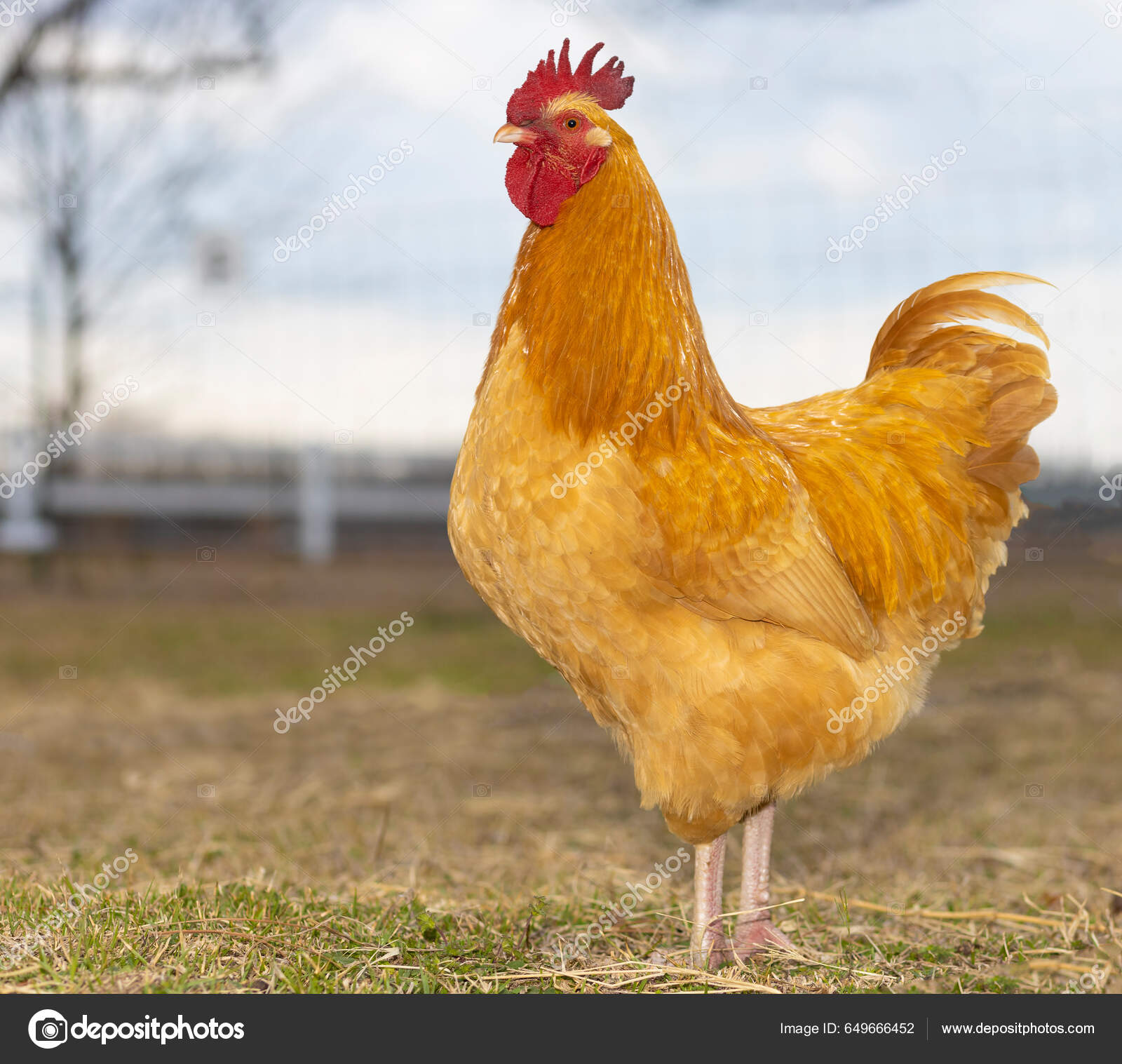 What Looks Like A Rooster