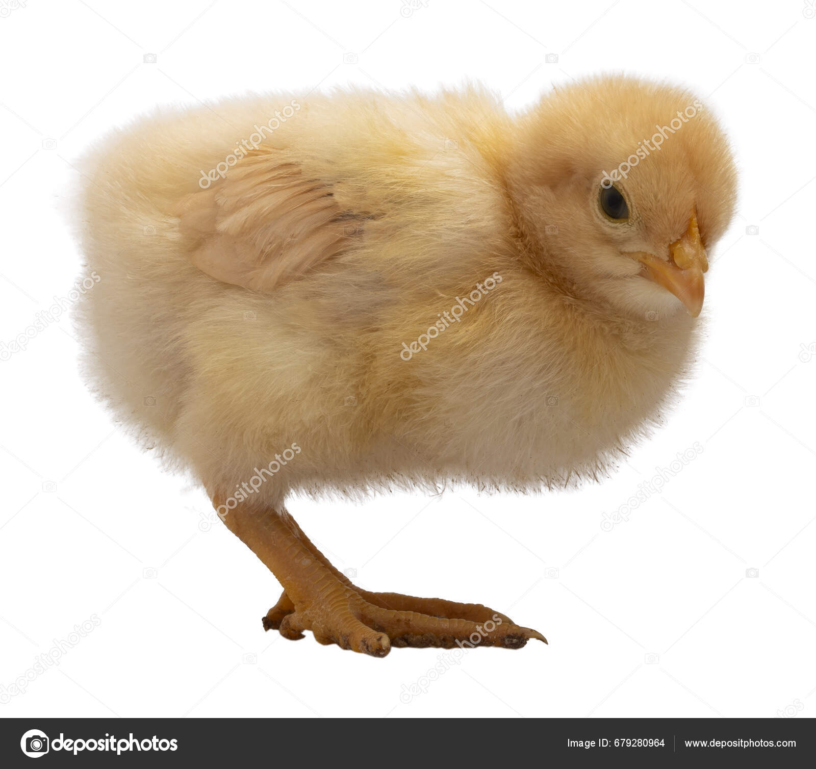 Bright Yellow Buff Orpington Chick Isolated Hunched — Stock Photo ...