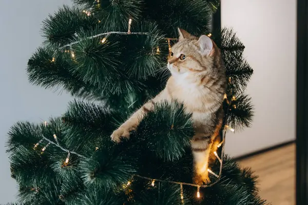 the fluffy cat climbed inside the Christmas tree and sat on the branch ...