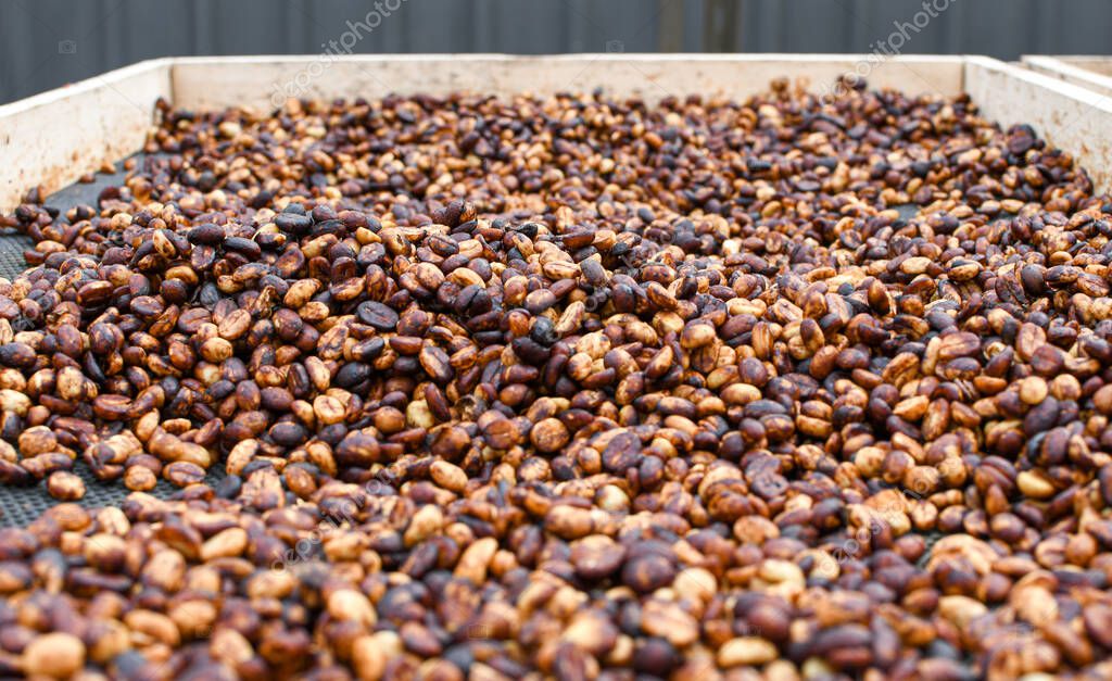 Los granos de café se secan naturalmente en los estantes de una ...