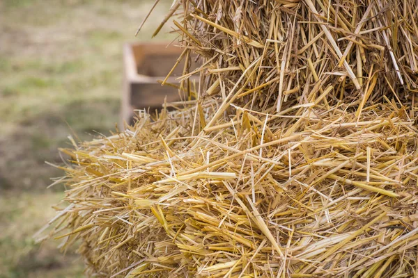 Straw head Stock Photos, Royalty Free Straw head Images | Depositphotos