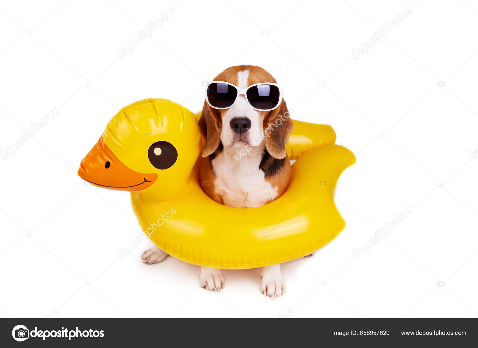 Perro Beagle Círculo Flotante Inflable Forma Patito Sobre Fondo Blanco ...