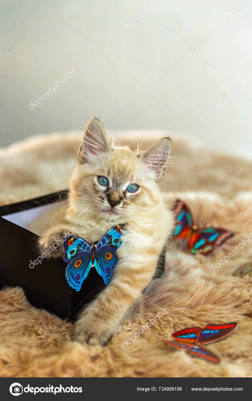 Funny Kitty Bow Tie — Stock Photo © evgeniyaphoto #724908196
