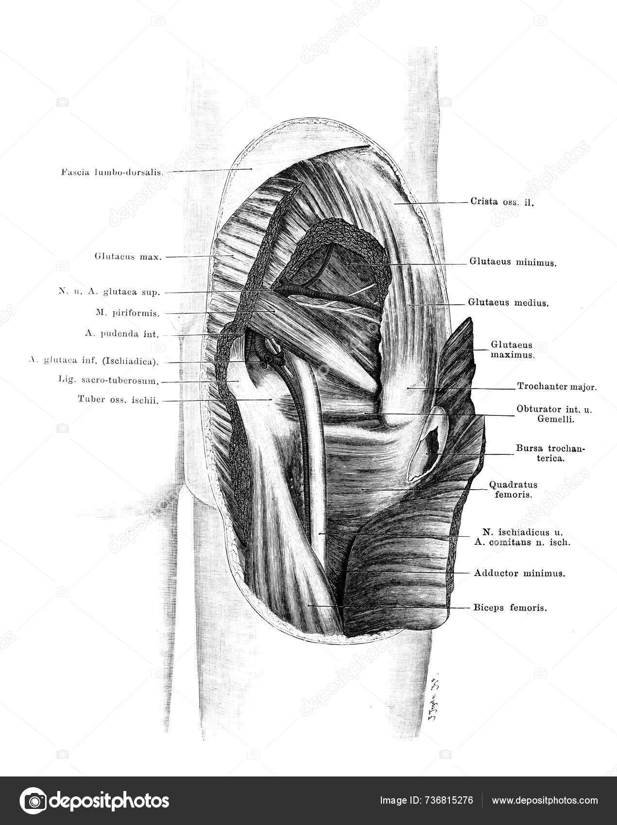 Buttock Area Old Book Atlas Der Anatomie Fischer 1894 Jena — Stock