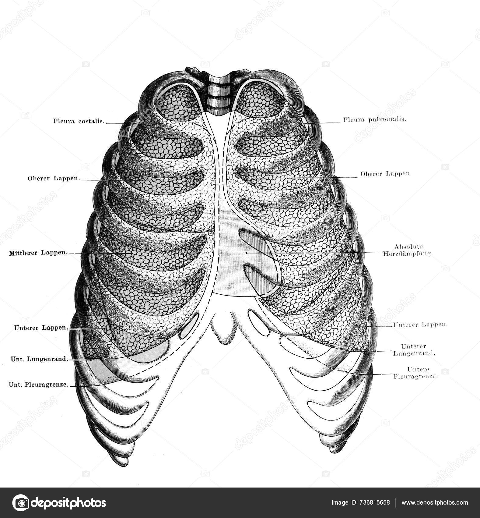 Pulmones Bordes Pleurales Anteriores Viejo Libro Atlas Der Anatomie ...