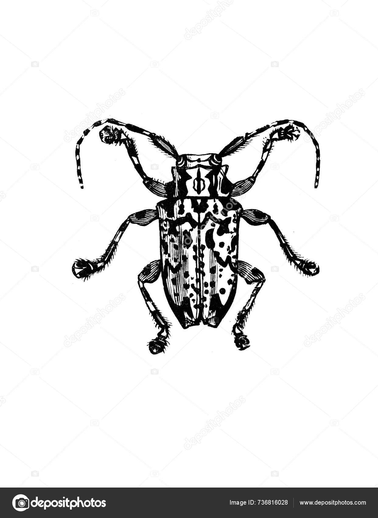 Big Bug Long Legs Antennae Old Book D'histoire Naturelle Erichson ...