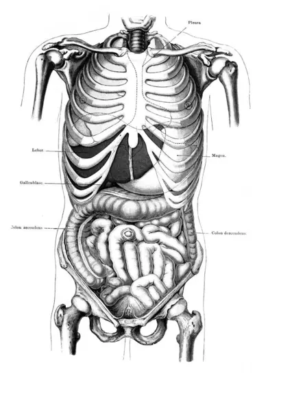 Anatomia abdominal Stock Photos, Royalty Free Anatomia abdominal Images ...