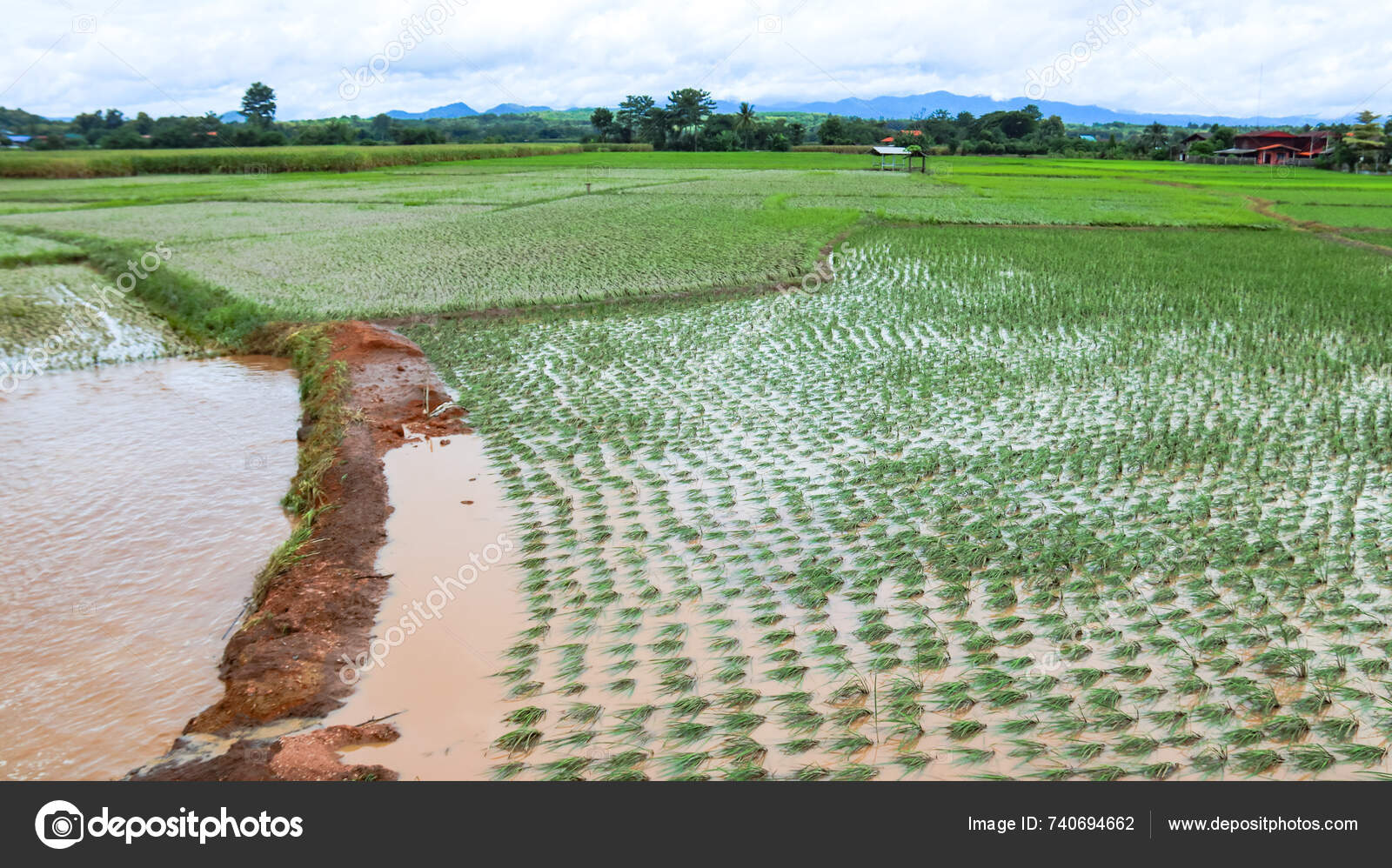Image Damaged Rice Plants Paddy Field Flood Water Have Receded — Stock ...