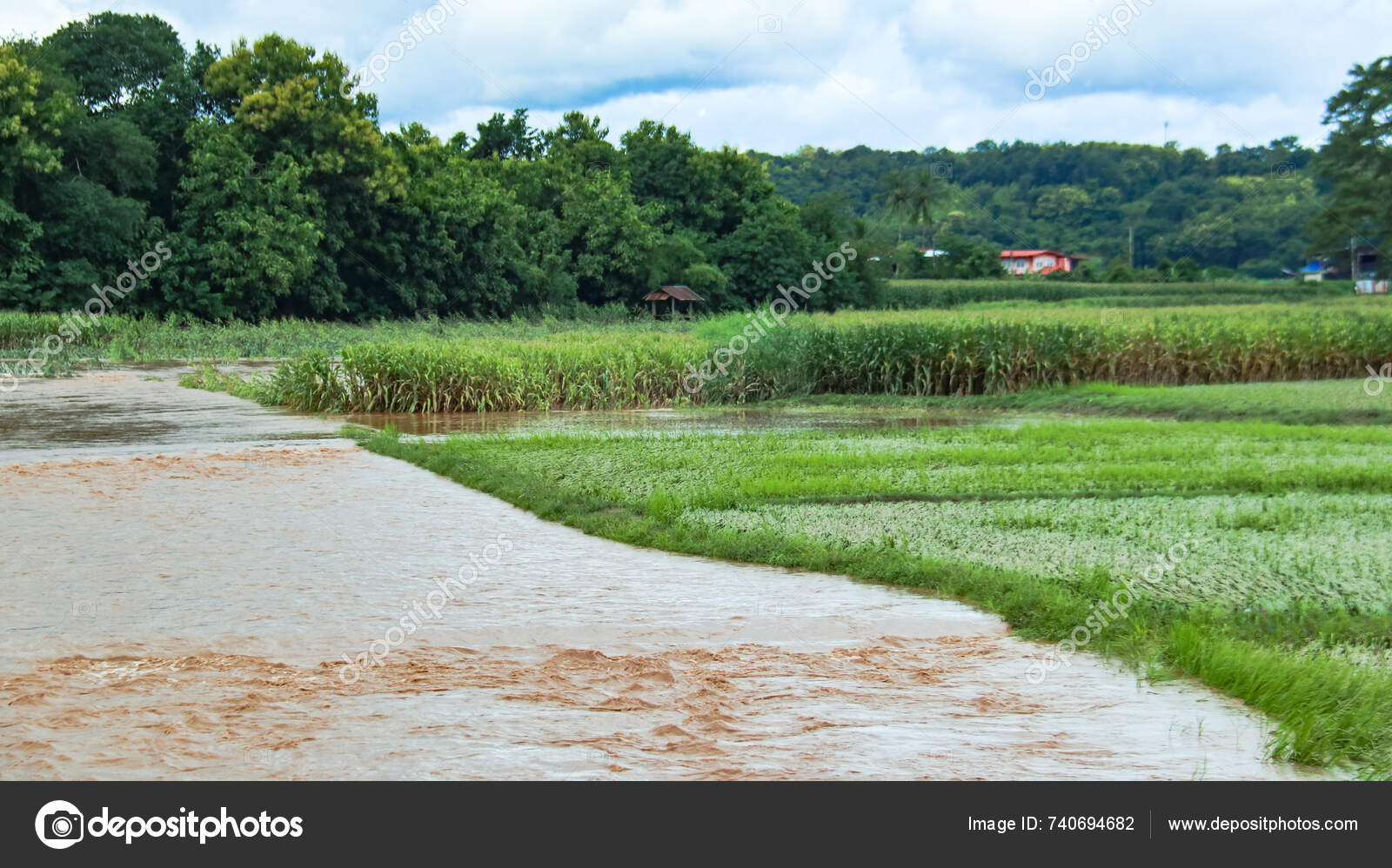 Image Damaged Rice Plants Paddy Field Flood Water Have Receded — Stock ...