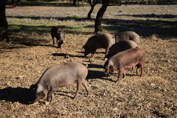 Pastoreo de cerdos Stock Photos, Royalty Free Pastoreo de cerdos Images ...