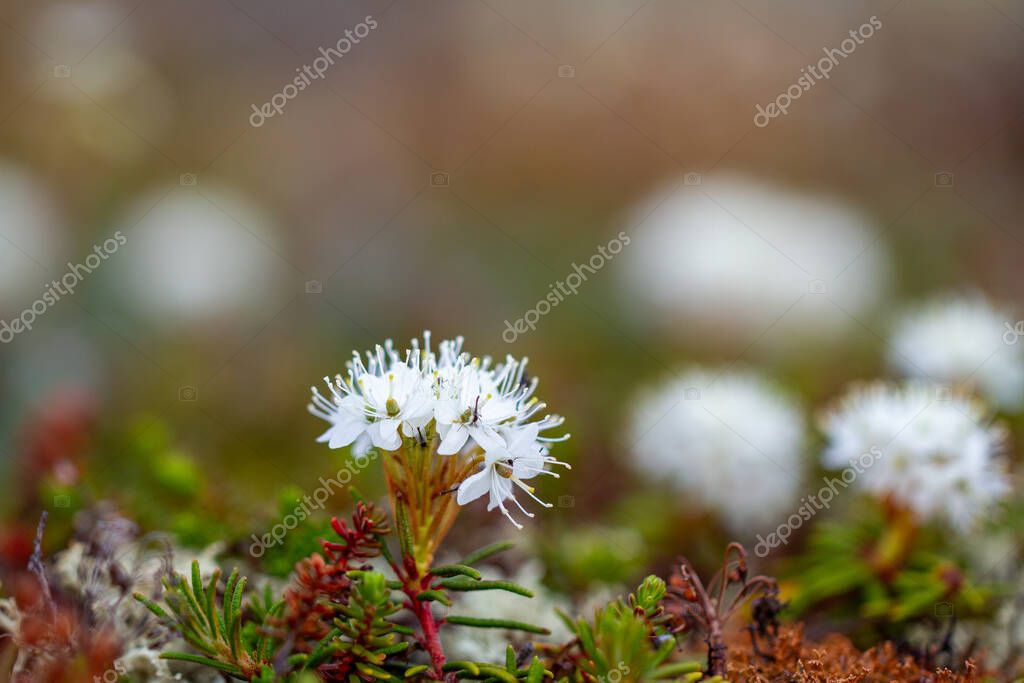 Planta de té Bog Labrador o Rhododendron groenlandicum, que se ...