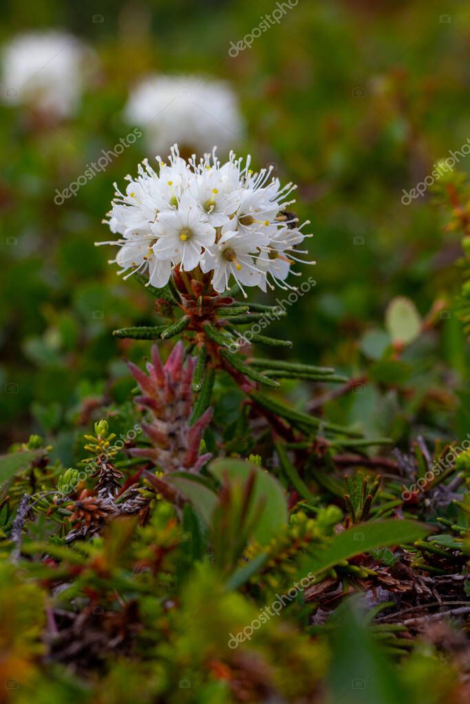 Planta de té Bog Labrador o Rhododendron groenlandicum, que se ...