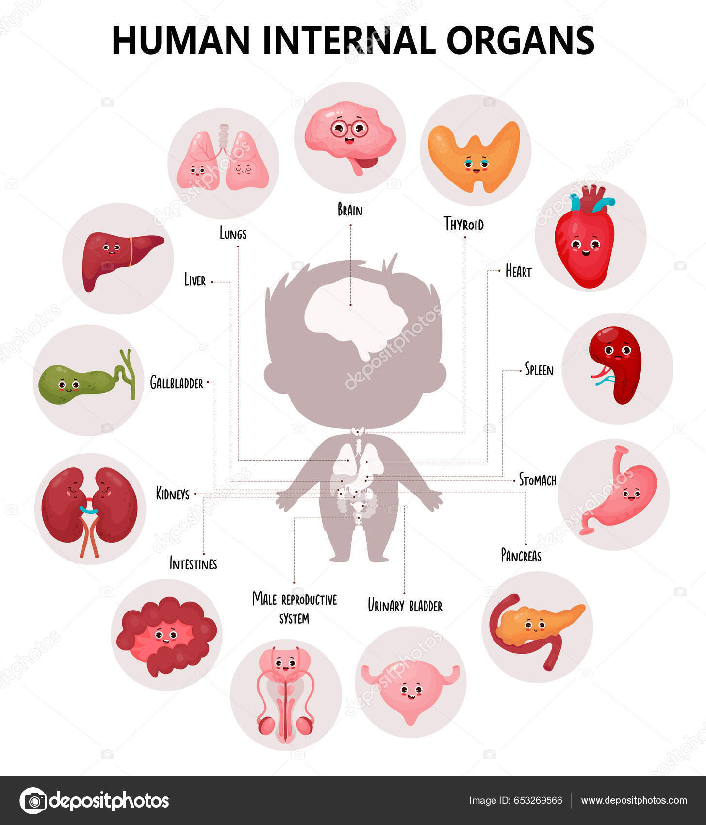 Cuerpo Humano Y Sus Organos Para Colorear - Infoupdate.org