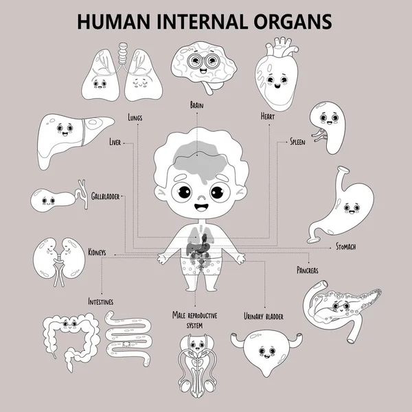 Collection Human Internal Cute Characters Organs Faces Vector ...