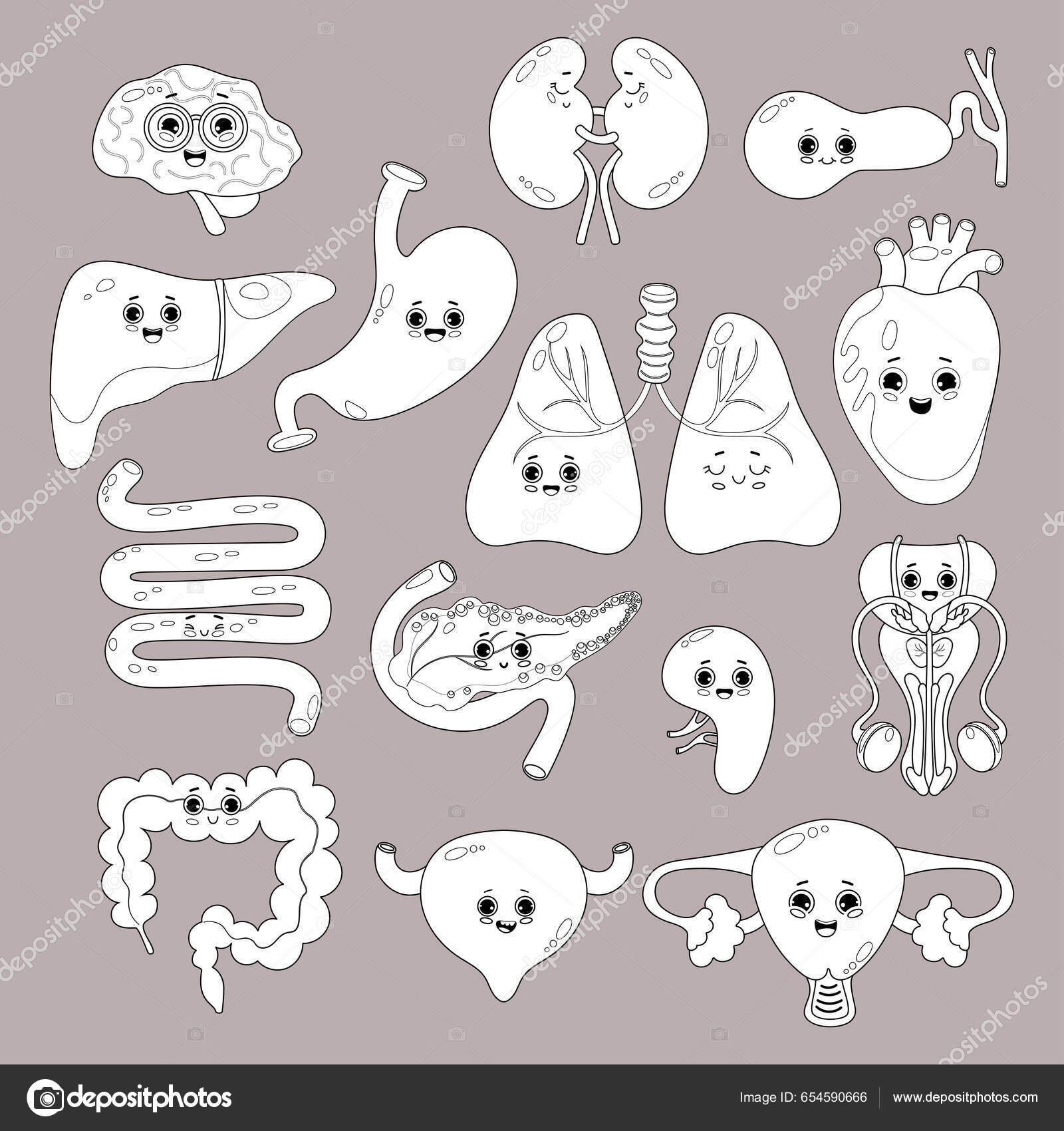 Collection Human Internal Cute Characters Organs Faces Vector ...