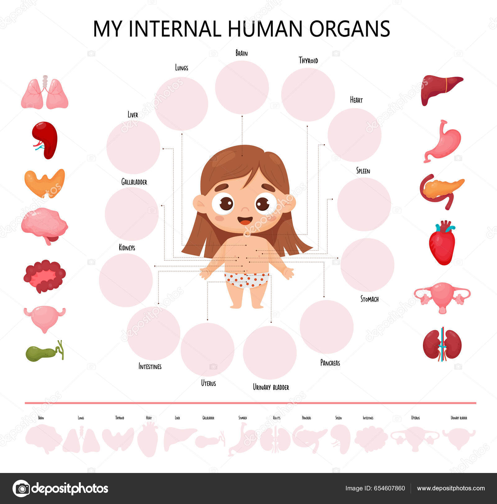 Dibujar La Anatomía Del Cuerpo