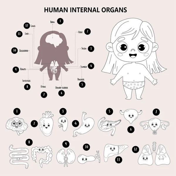 Collection Human Internal Cute Characters Organs Faces Vector ...