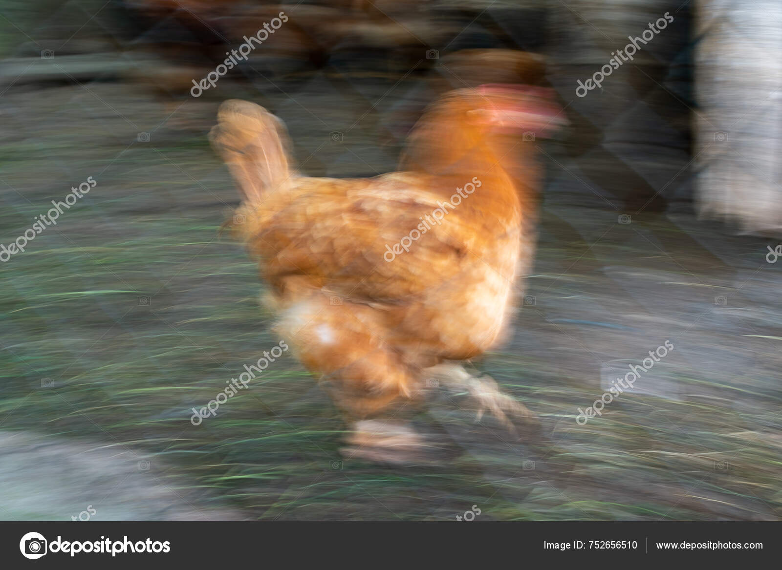 Hen Walks Hen Coop Motion Blur Intentional Camera Movement — Stock ...