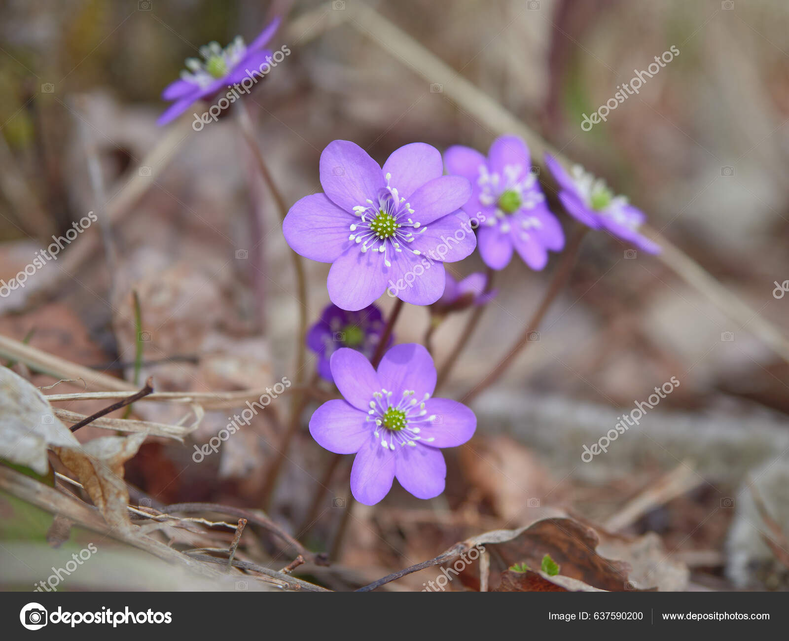 Hepatica Nobilis Bloom Few Flowers Clear Weather April Nordic Nature ...