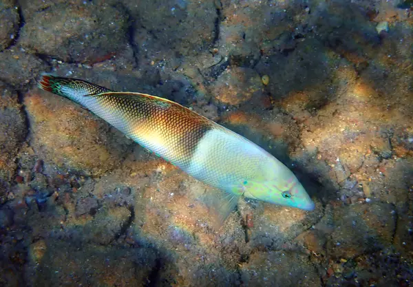 Stone juveniles fish Stock Photos, Royalty Free Stone juveniles fish ...