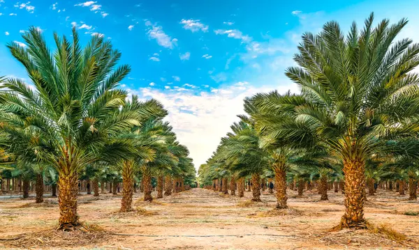 Plantaciones de palmeras datileras. Industria agrícola sostenible ...