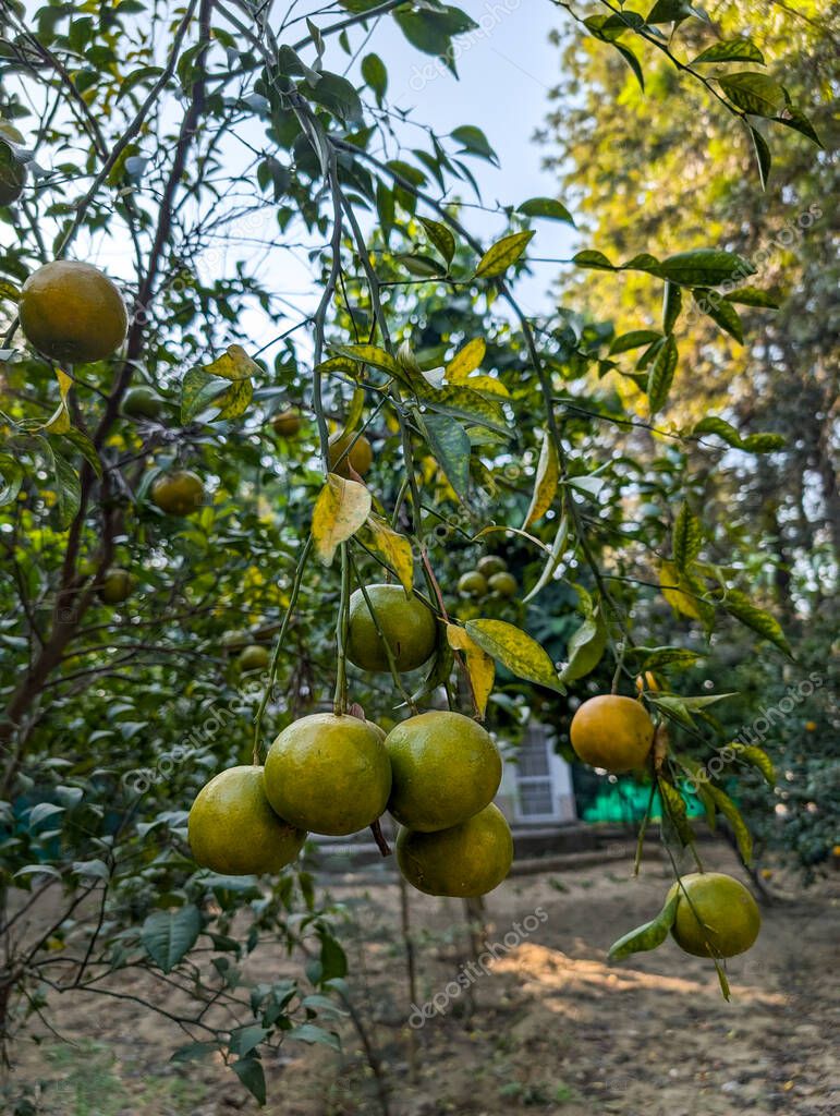El Kinnow es un híbrido de mandarina de alto rendimiento cultivado ...