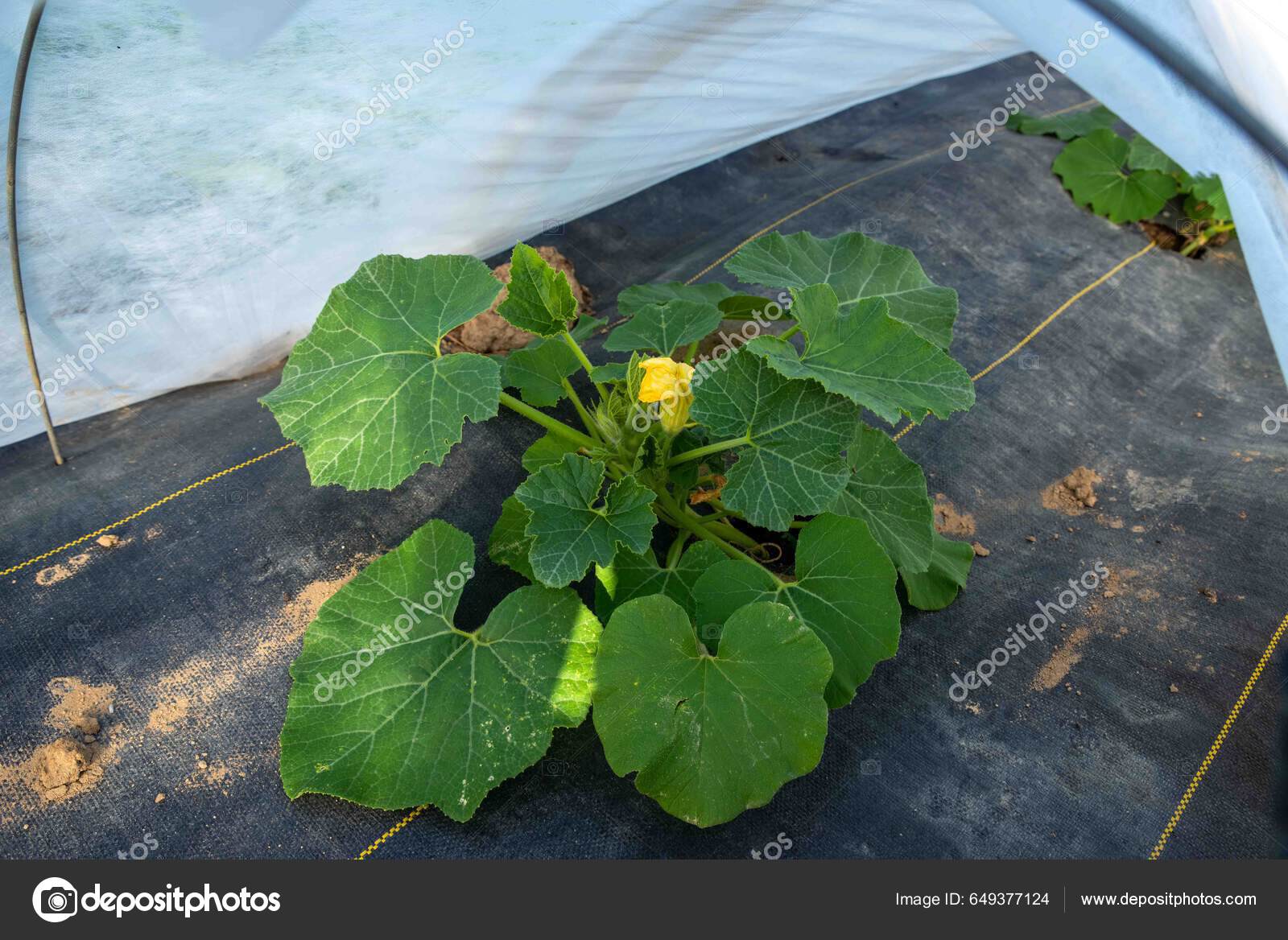 Ground Cover Hoop Floating Row Cover White Garden Fabric Row — Stock ...