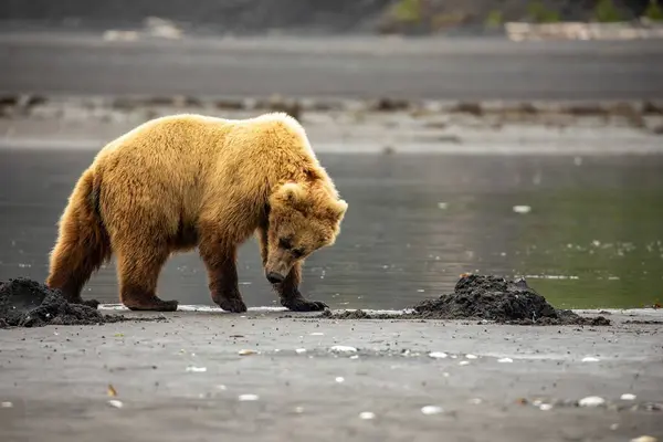 Oso pardo solas Stock Photos, Royalty Free Oso pardo solas Images ...