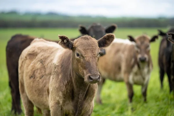 campo agrícola, rebaño de vacas de res en un campo. primavera en una ...