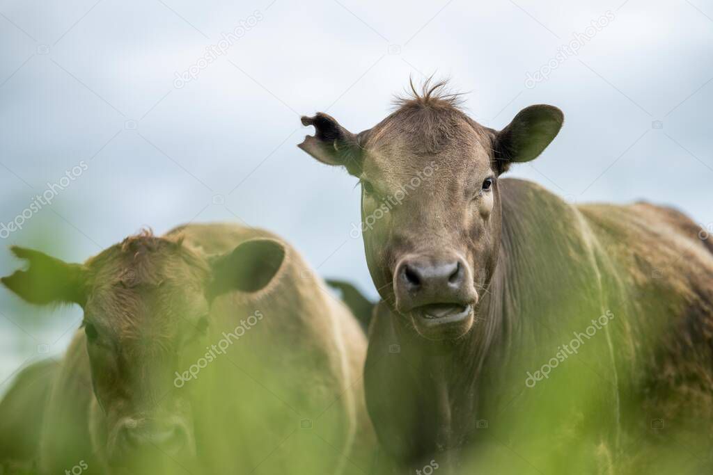 campo agrícola, rebaño de vacas de res en un campo. primavera en una ...