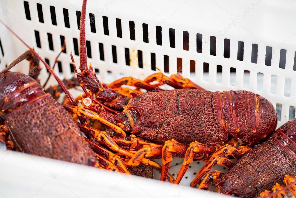 Pesca de langosta de roca en la costa este de Australia. Cangrejo de ...