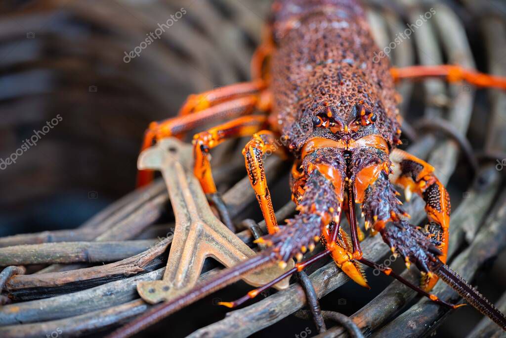 Pesca de langosta de roca en la costa este de Australia. Cangrejos de ...