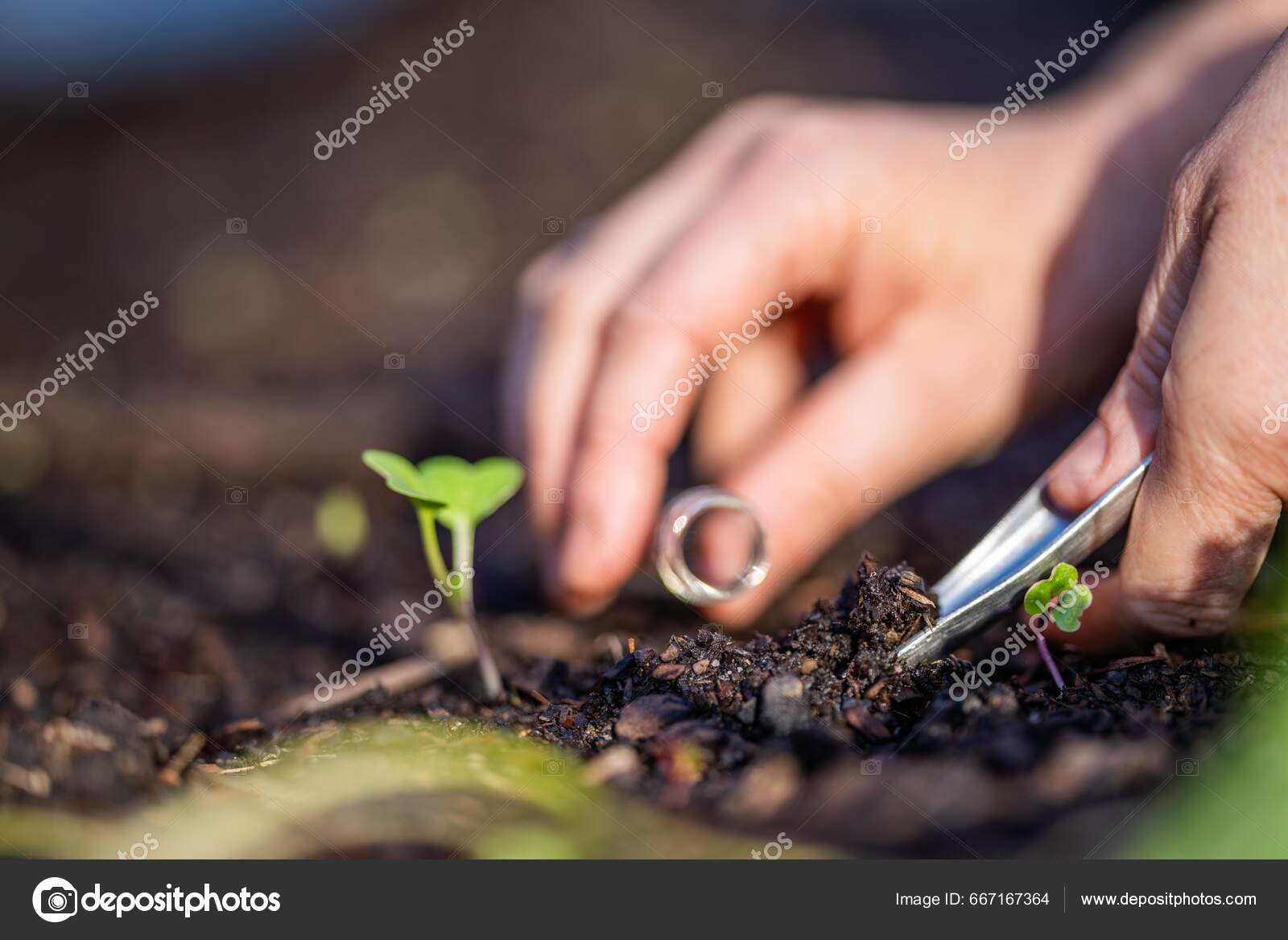 Farmer Collecting Soil Samples Test Tube Field Agronomist Checking Soil ...