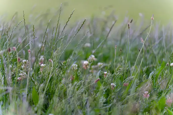 trébol pasto nativo y hierba en un paddock en un regenerativo flores ...
