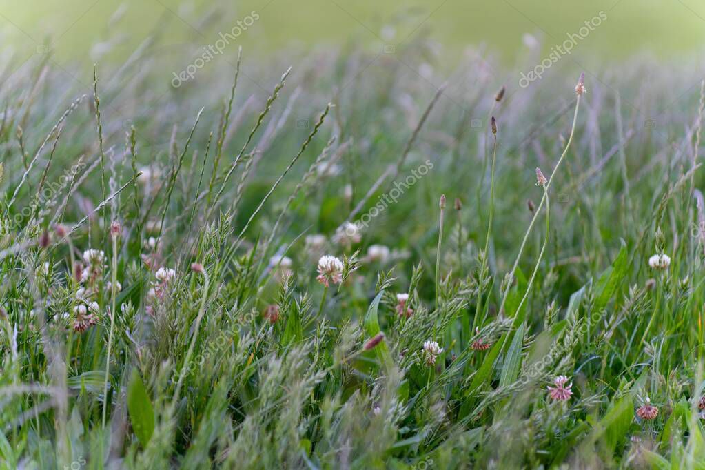 trébol pasto nativo y hierba en un paddock en un regenerativo flores ...