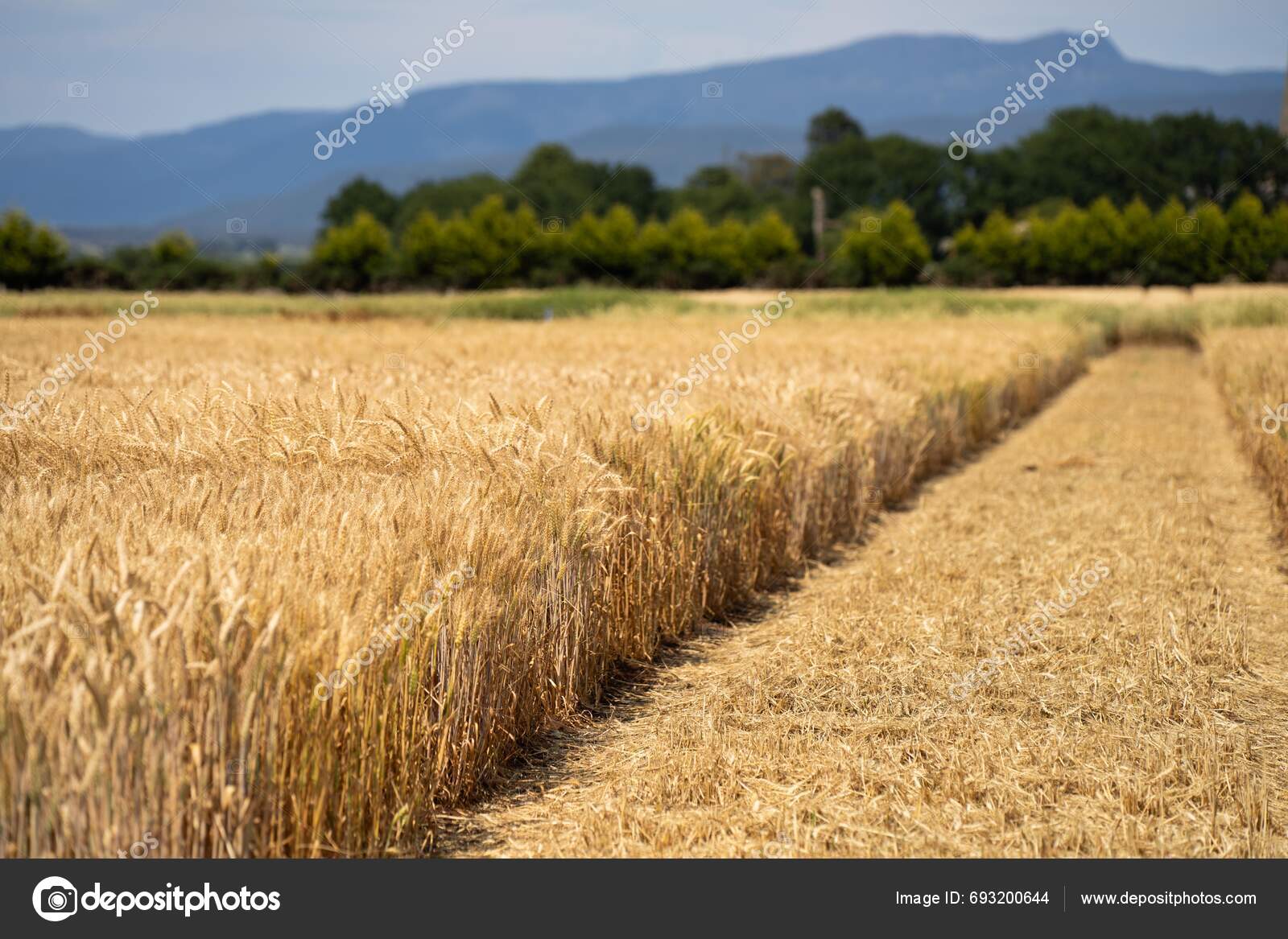 Wheat Grain Crop Field Farm Growing Rows Growing Crop Wheat Stock Photo ...