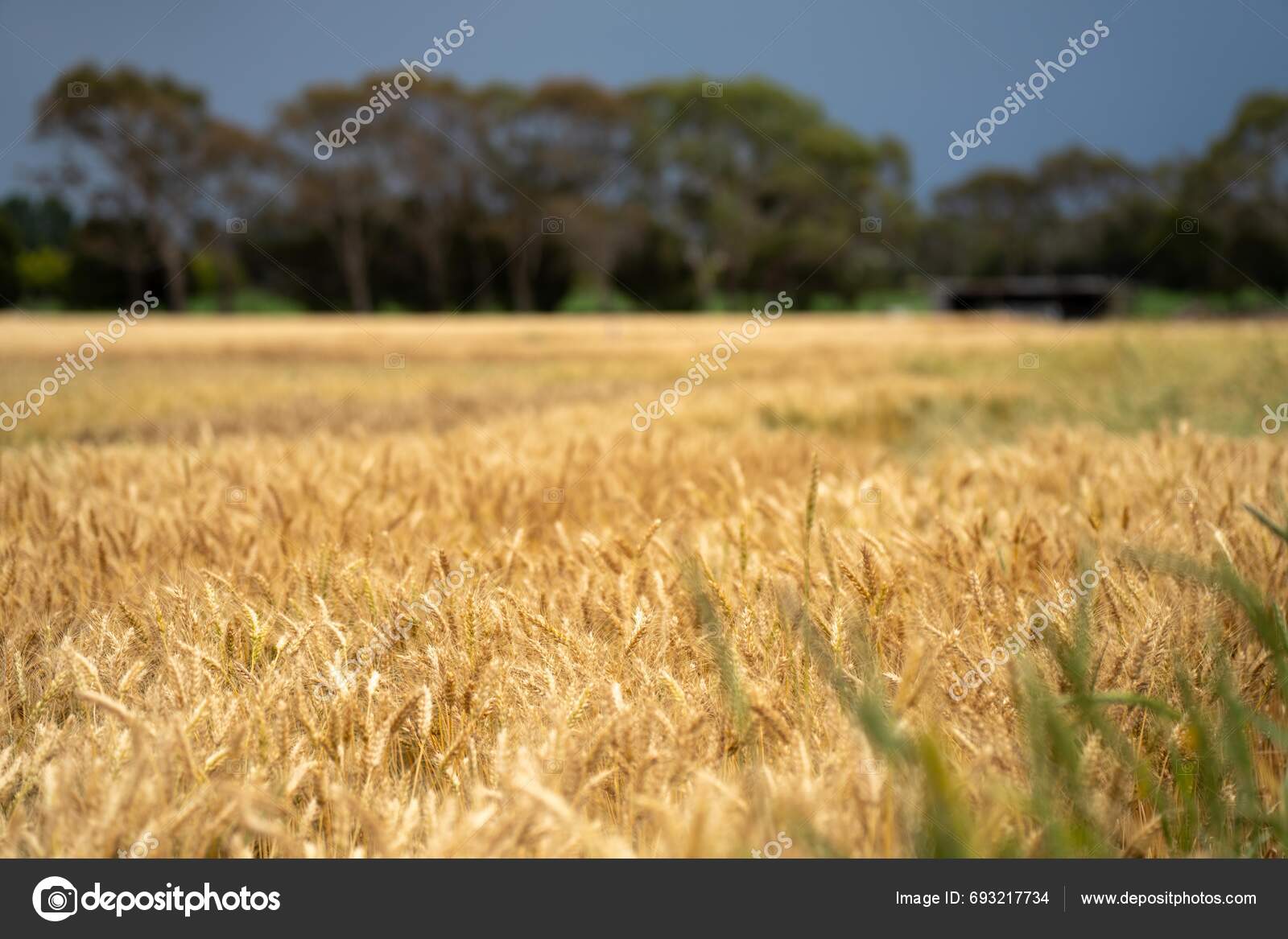 Wheat Grain Crop Field Farm Growing Rows Growing Crop Wheat Stock Photo ...