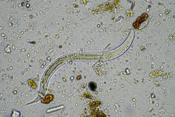 Soil nematodes Stock Photos, Royalty Free Soil nematodes Images ...