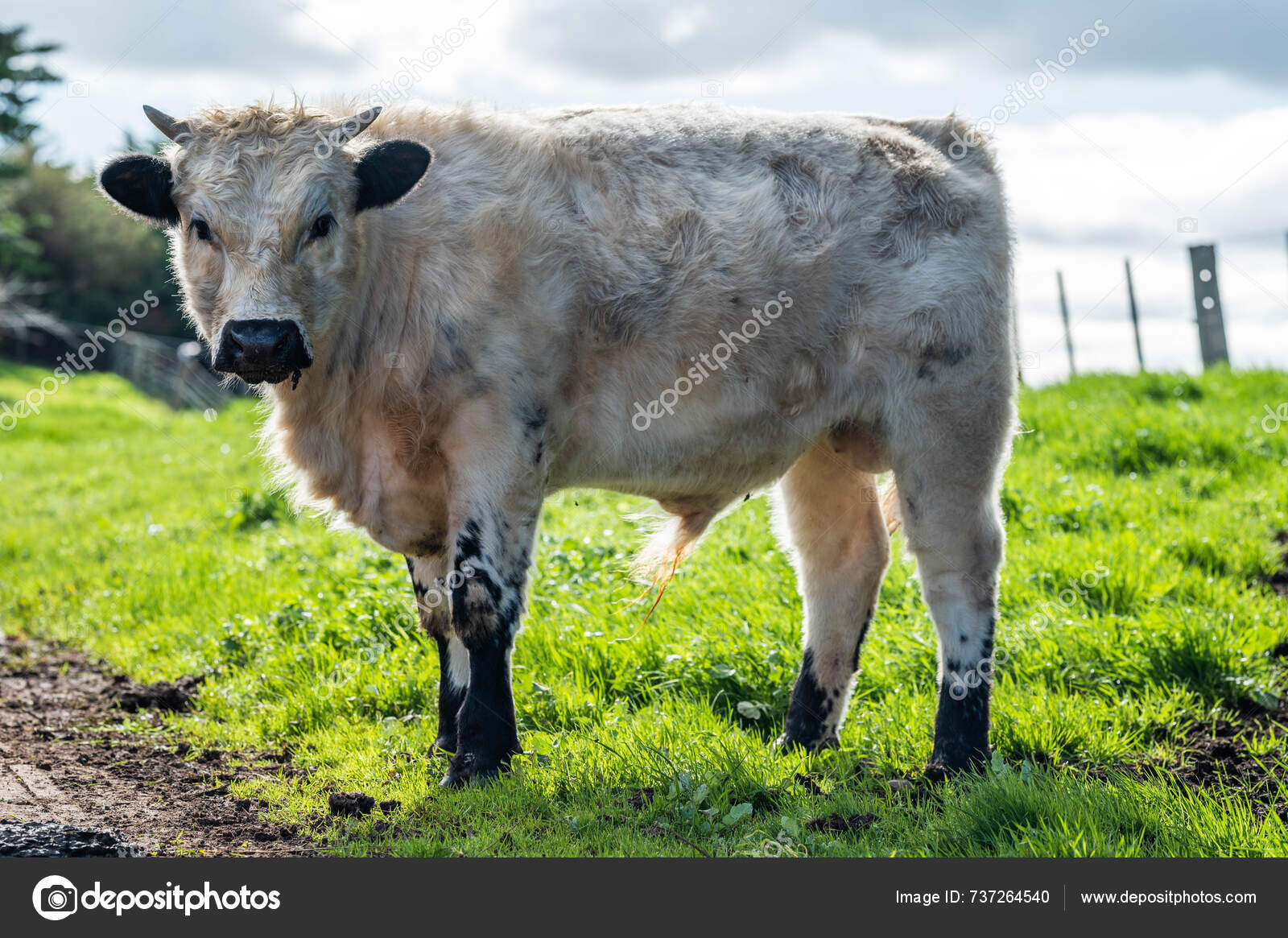 Cows Field Beef Cows Calves Grazing Grass Australia — Stock Photo ...