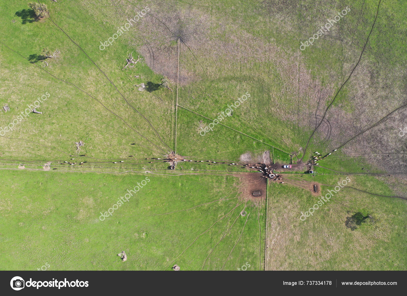 Stud Beef Cows Field Farm England English Cattle Meadow Grazing — Stock ...