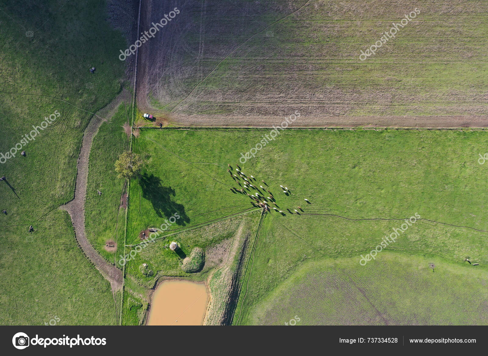 Stud Beef Cows Field Farm England English Cattle Meadow Grazing — Stock ...