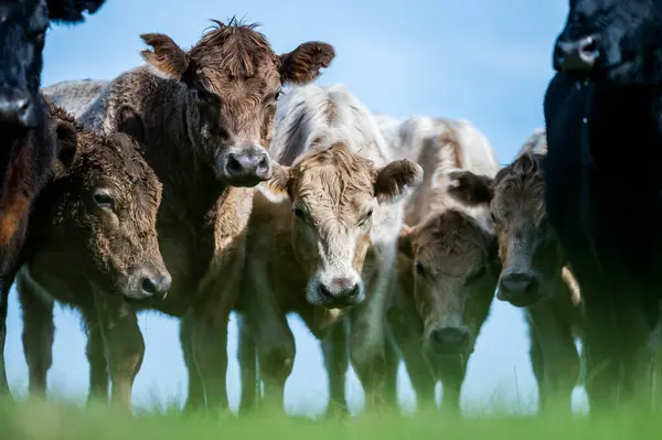 Stud cattle Stock Photos, Royalty Free Stud cattle Images | Depositphotos