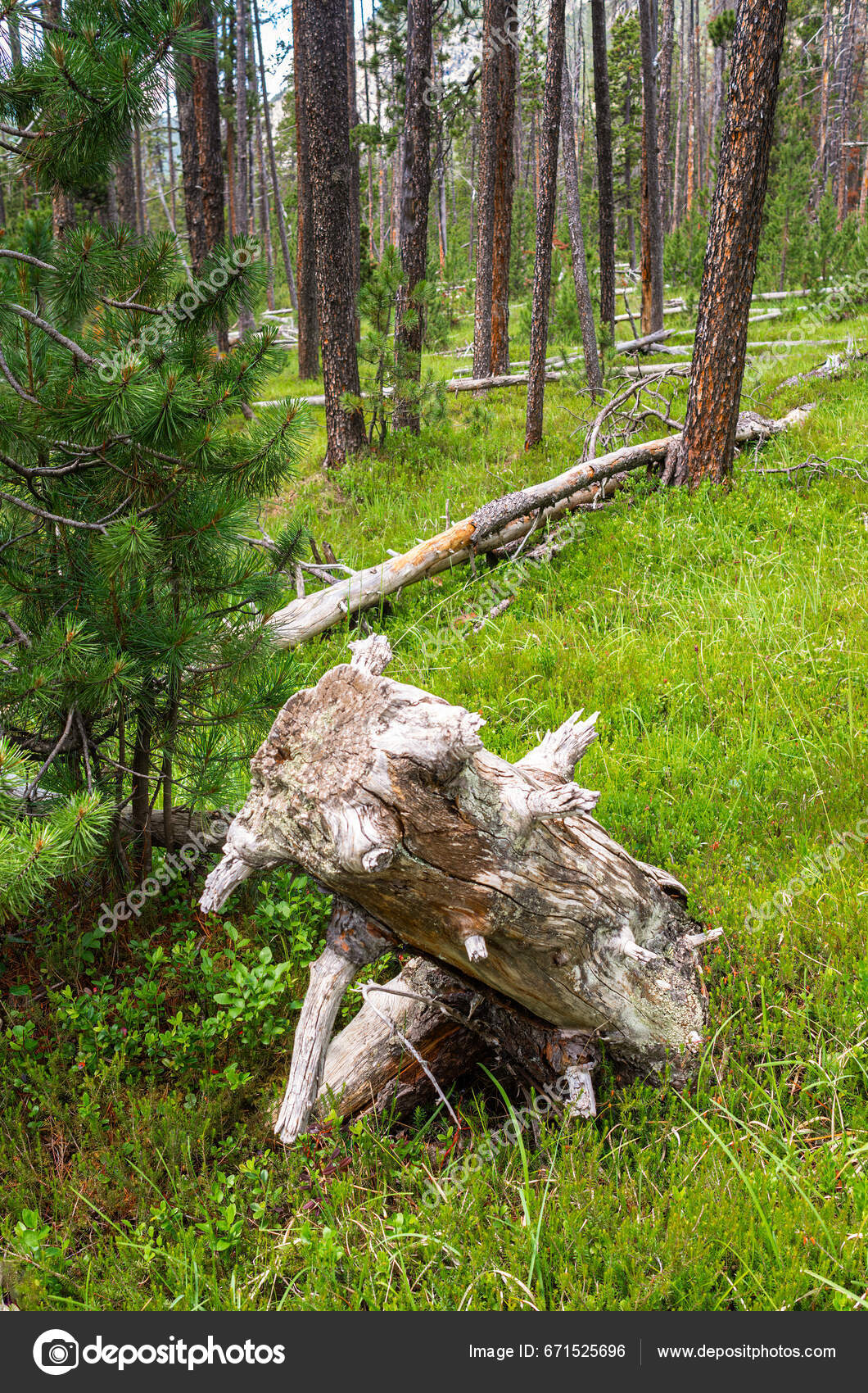 Switzerland National Tree