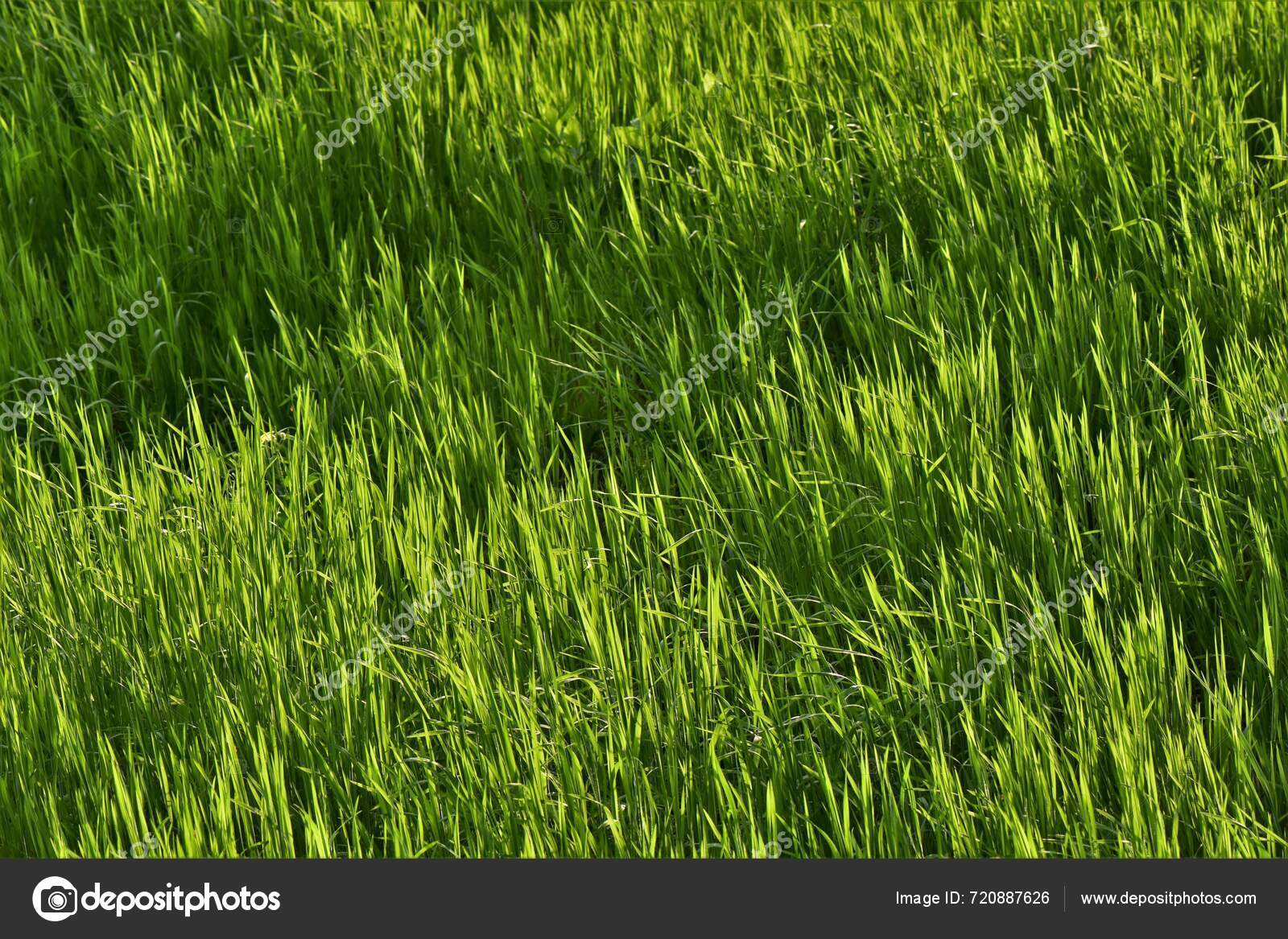 Green Young Twigs Tree Trunk Closeup — Stock Photo © StanLihai #720887626