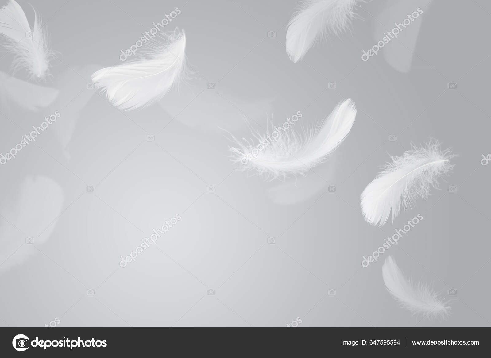Abstract White Bird Feathers Falling Air Feathers Floating Heavenly ...